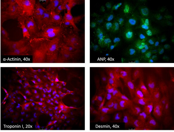 AC16 Human Cardiomyocyte Cell Line | SCC109